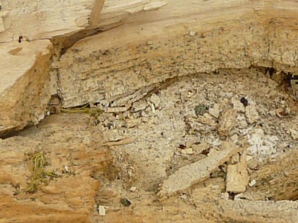 light damaged wood texture 0008 - Texturelib