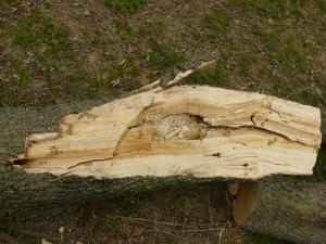 damaged wood textures - Texturelib