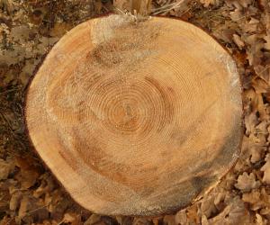 wood textures - Texturelib