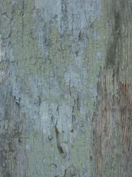 old wood textures - Texturelib