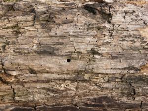 old wood textures - Texturelib