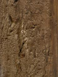 old wood textures - Texturelib