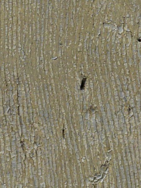 old green wood texture 0067 - Texturelib