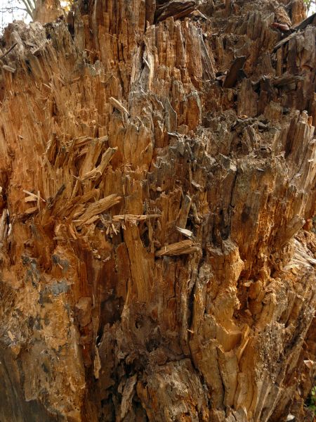 jagged wood texture 0016 - Texturelib