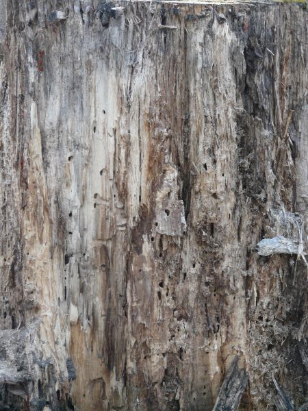 rotten grey wood texture 0031 - Texturelib