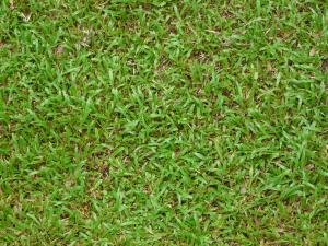 Single Blade Of Grass Texture