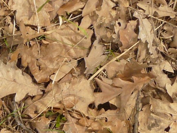 covered dry grass texture 0033 - Texturelib