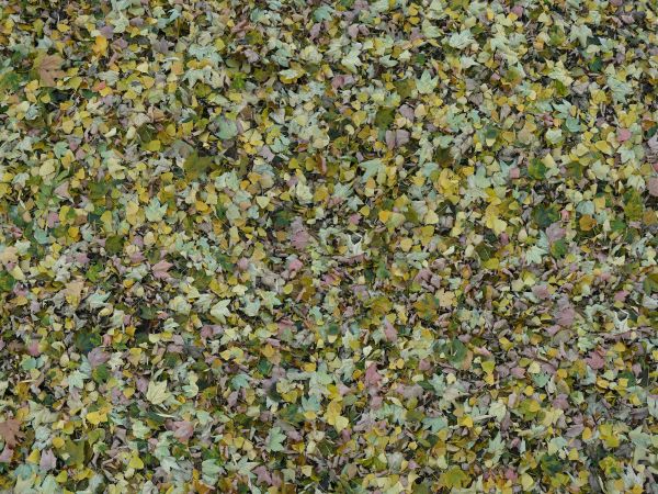 leaves on the ground texture 0007 - Texturelib