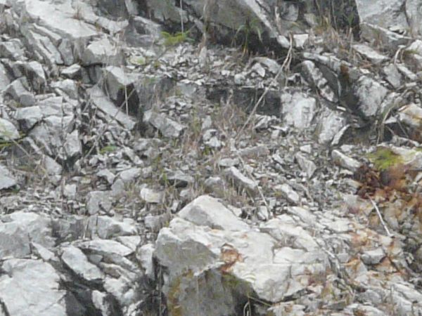 rocky slope texture 0043 - Texturelib