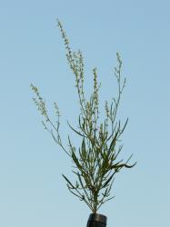bush textures - Texturelib
