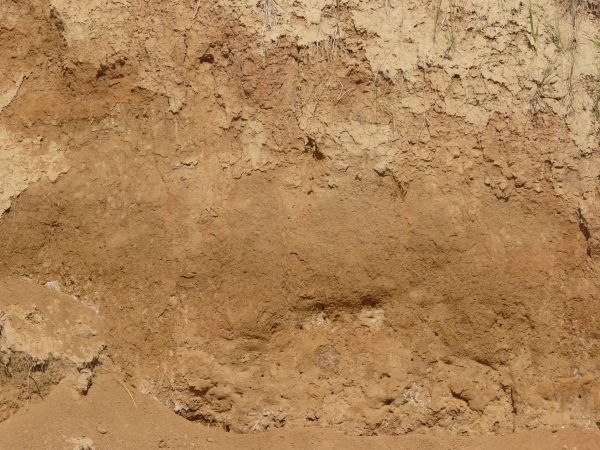 sandy dirt texture 0053 - Texturelib
