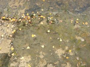 water edge textures - Texturelib