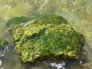 water edge textures - Texturelib