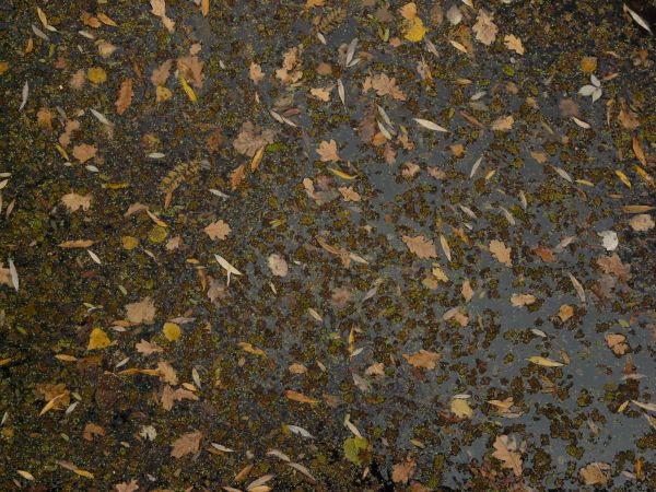 dirty pond texture 0008 - Texturelib