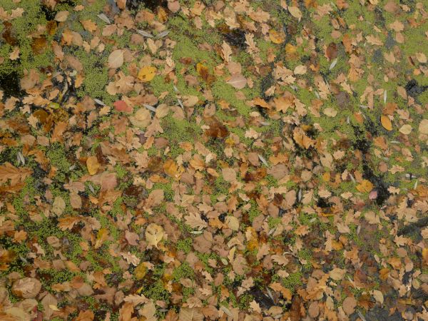 water with dry leaves 0011 - Texturelib