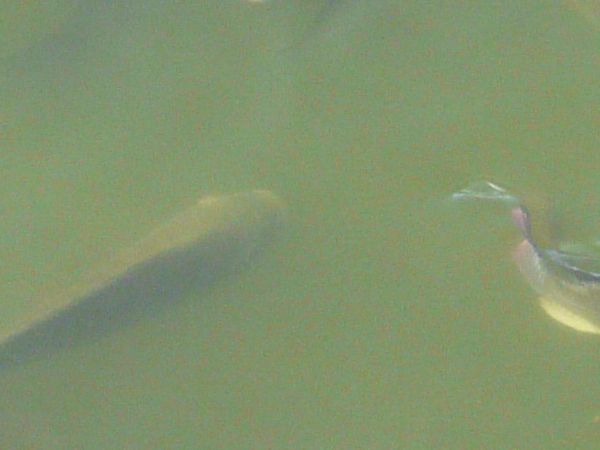 murky water with fish 0072 - Texturelib