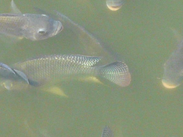 murky water with fish 0072 - Texturelib