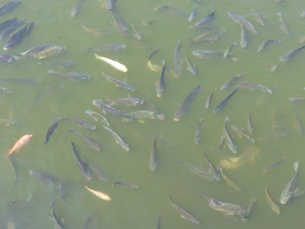 murky water with fish 0072 - Texturelib