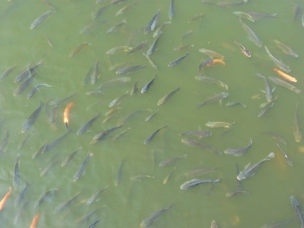 murky water with fish 0072 - Texturelib