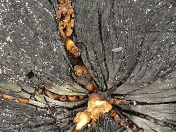 damp wood end texture 0016 - Texturelib