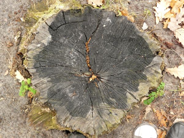 damp wood end texture 0016 - Texturelib