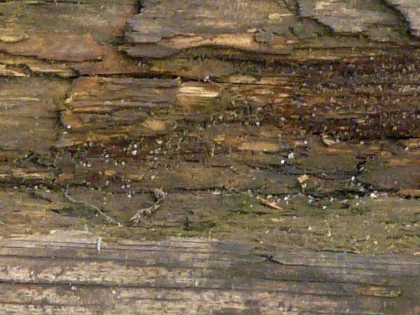 rotten discolored wood texture 0002 - Texturelib